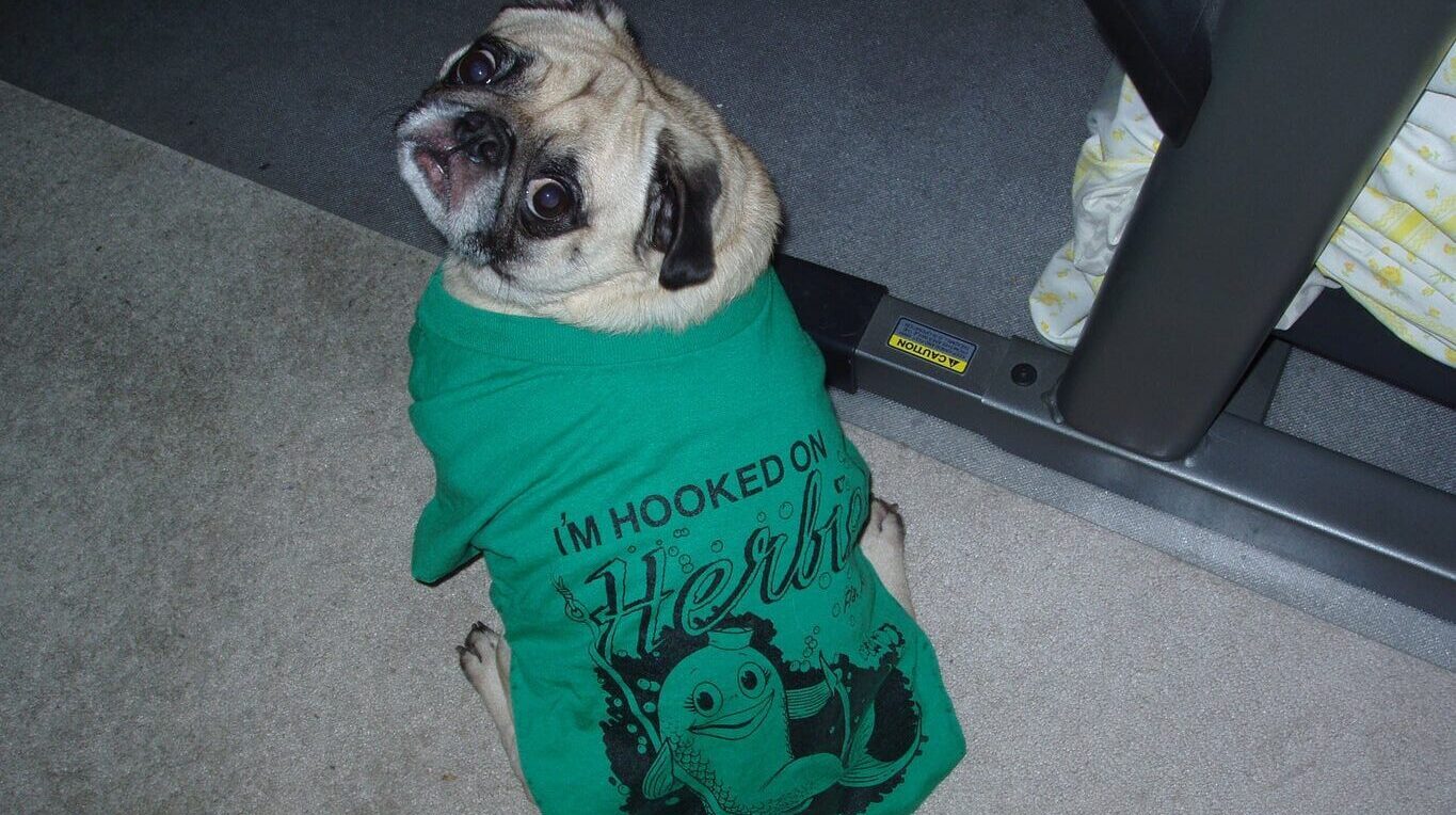 Doggie Dress Code: Tips for a Happy and Stylish Pooch - The Event Chronicle