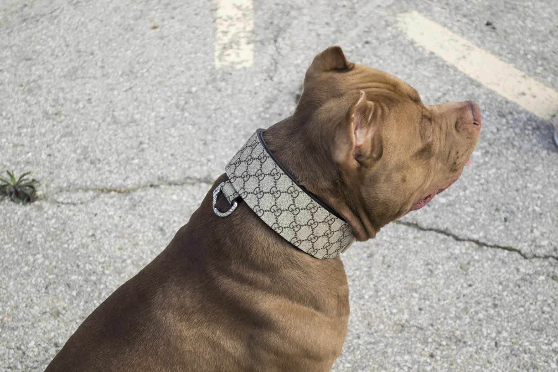 How to Choose the Perfect Gucci Dog Collar for Your Furry Friend - The ...
